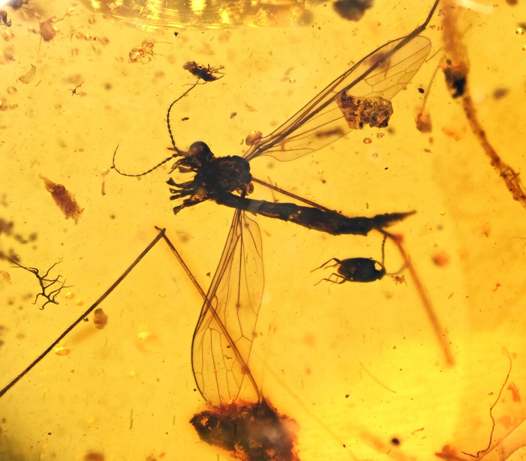 Tipulidae crane Fly, Fossil Inclusion in Burmese Amber - Etsy