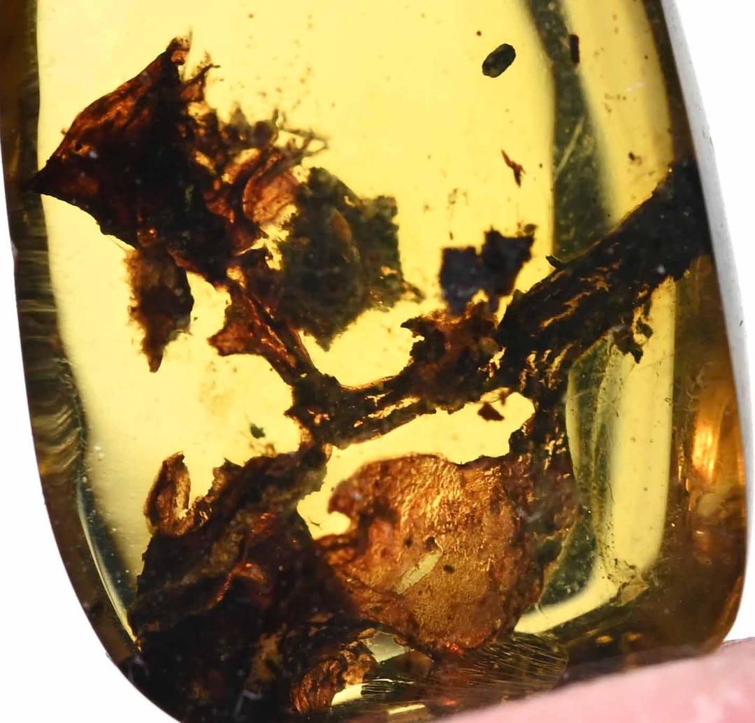 Rare Botanical Branch With Leaves, Fossil Inclusion in Burmese Amber - Etsy