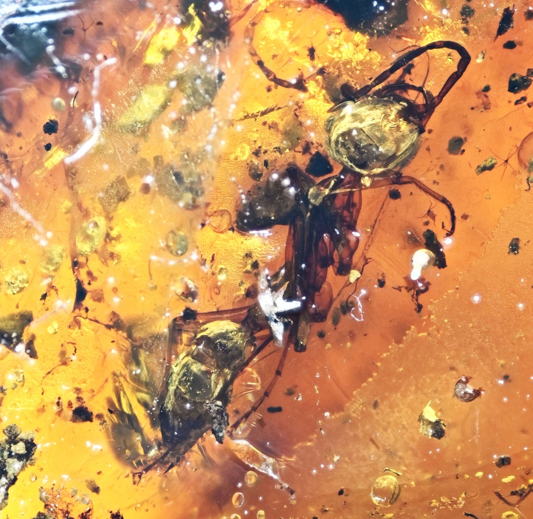 Extinct Sphecomyrma Ant, Fossil Inclusion in Burmese Amber - Etsy