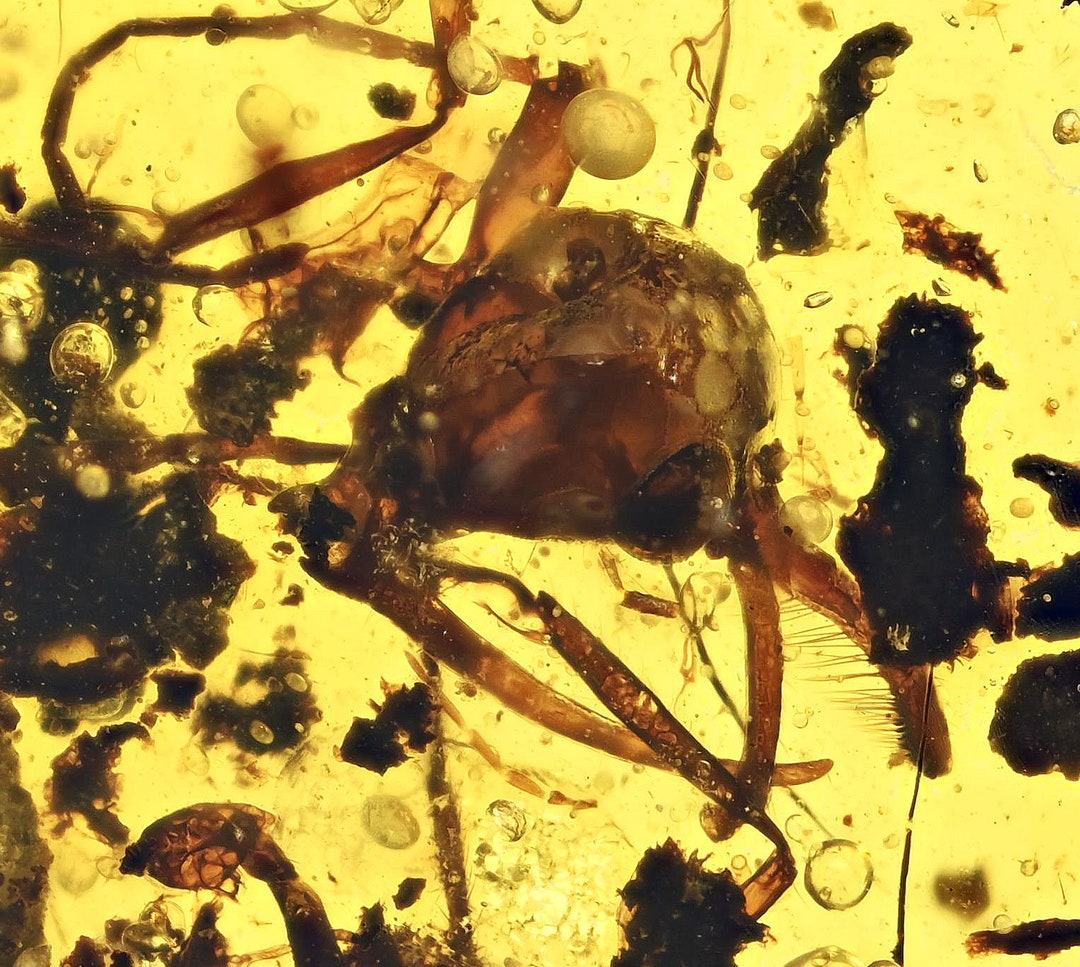 RARE Haidomyrmex hell Ant, Fossil Inclusion in Burmese Amber - Etsy