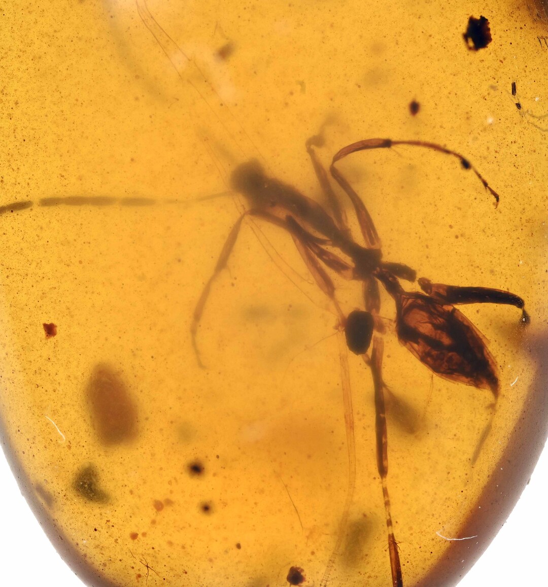 Extinct Sphecomyrma Ant Fossil Inclusion in Burmese Amber - Etsy