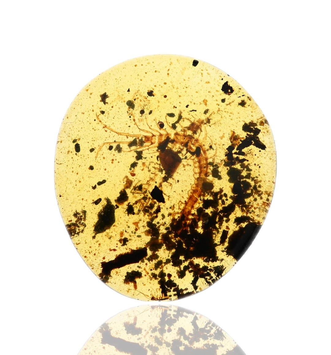 Rare Scutigeridae (house Centipede), Fossil Insect Inclusion in Burmese ...