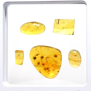 GENUINE Fossil Insect Inclusion in Burmese Amber Kit Includes Magnifier ...