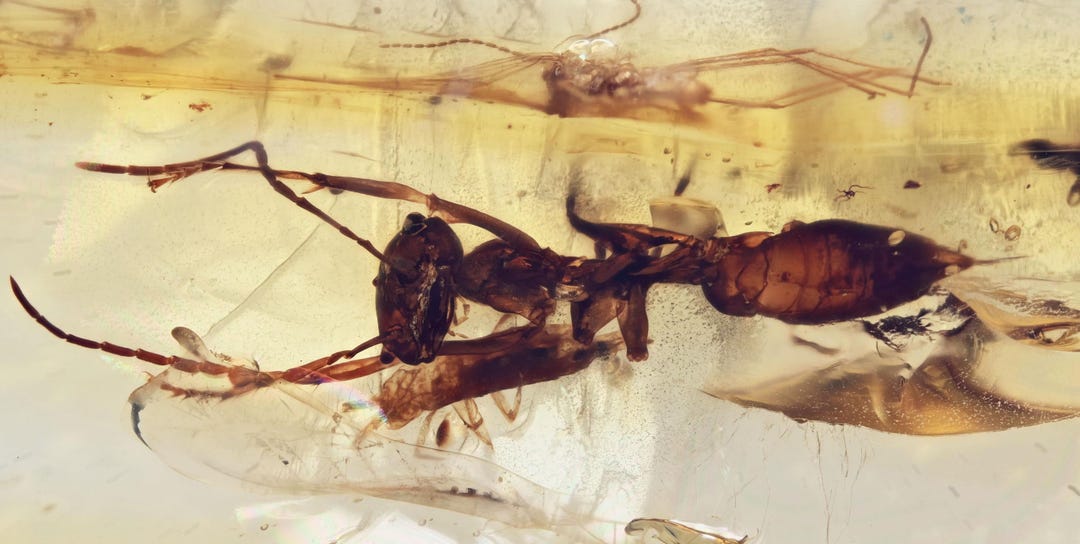 Extinct Large Ant With Stinger, Fossil Insect Inclusion in Burmese ...