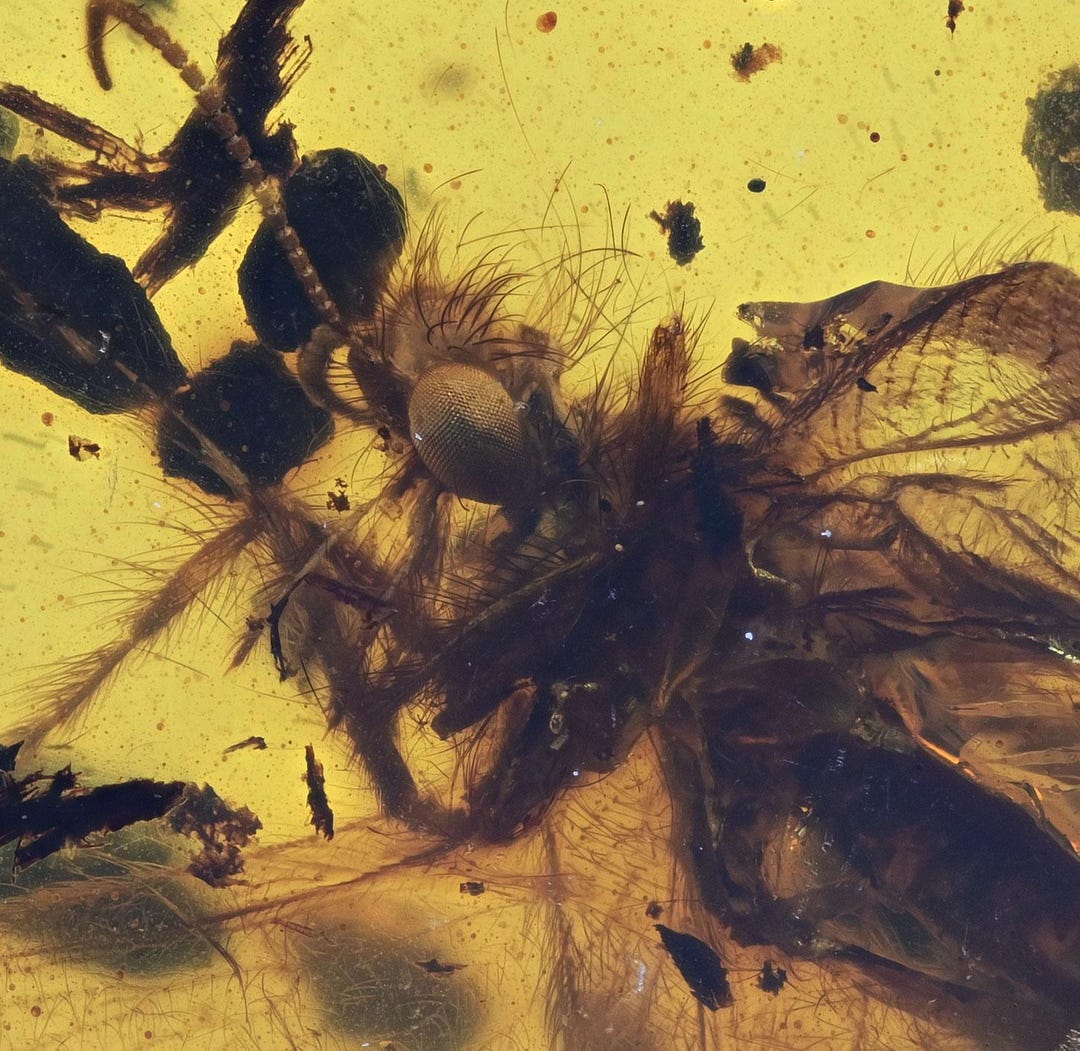 Large Rare Neuropteran, Fossil Insect Inclusion in Burmese Amber - Etsy