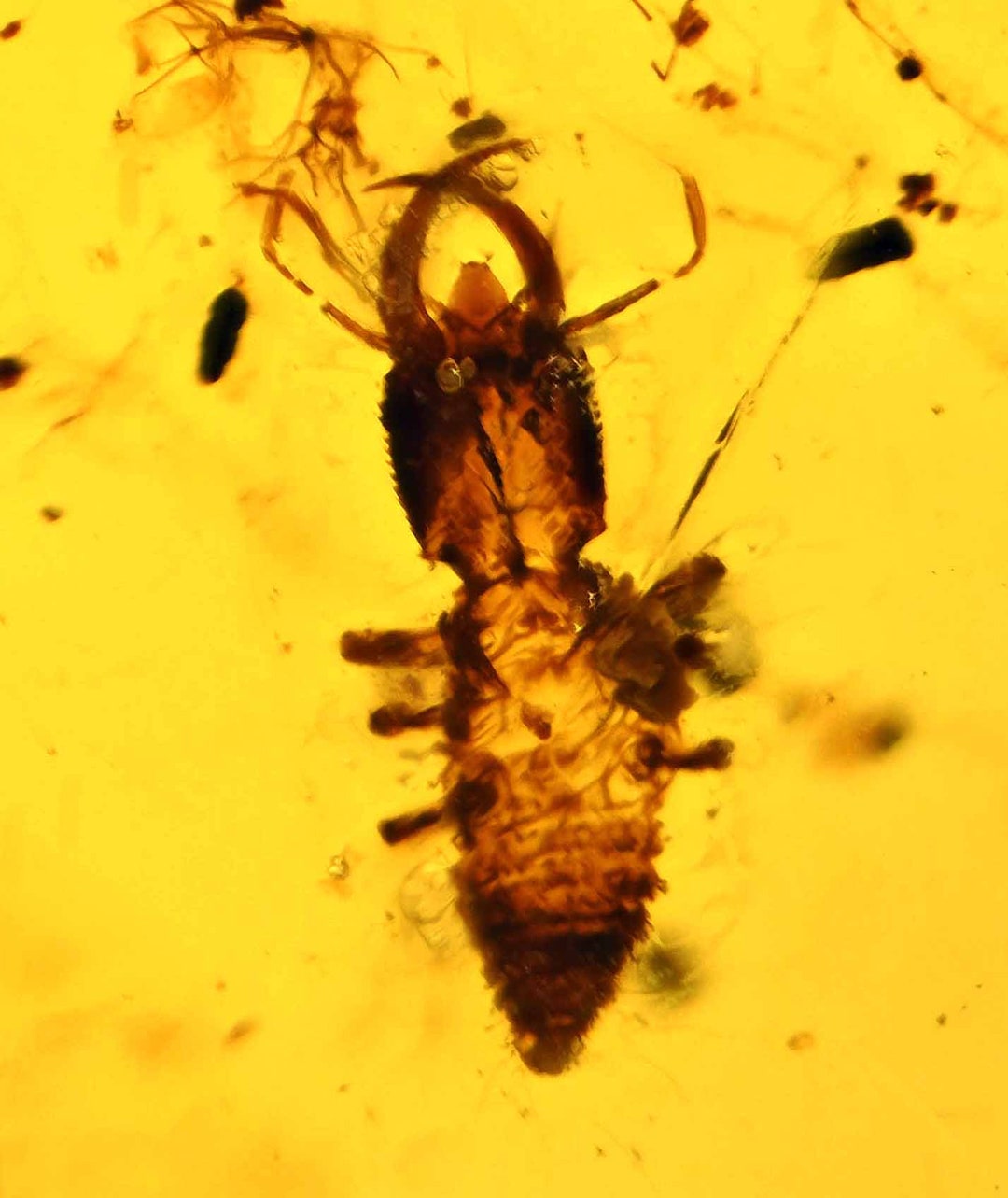 Rare Neuroptera Larva lacewing, Fossil Inclusion in Burmese Amber - Etsy