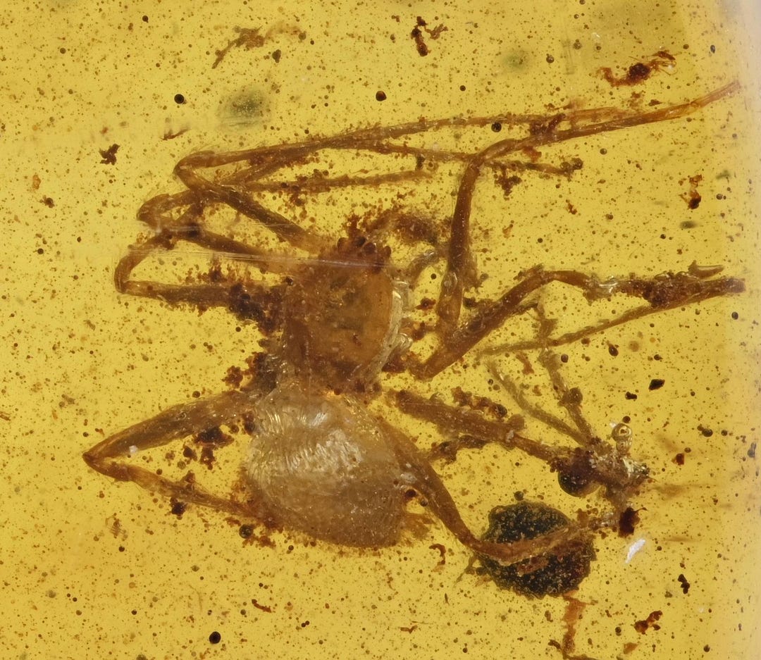 Araneae: Araneida (spider), Fossil Insect Inclusion in Burmese Amber - Etsy