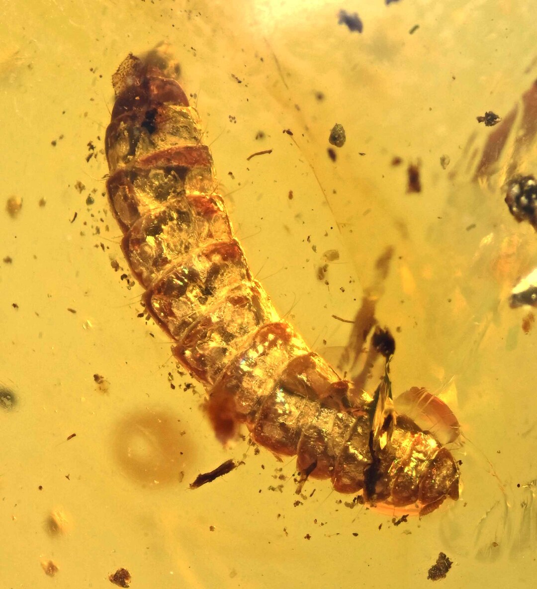 Detailed Coleopteran Larva, Fossil Inclusion in Burmese Amber - Etsy