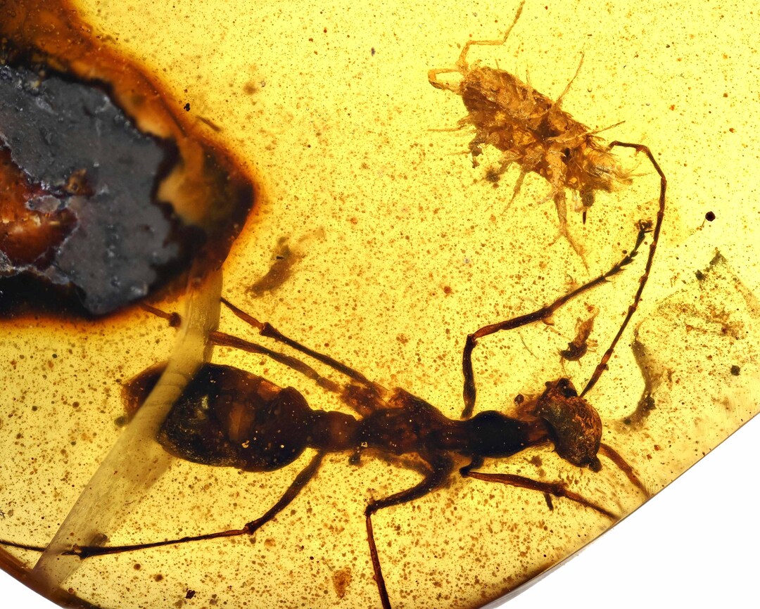 Extinct Sphecomyrma Ant With Crustacean, Fossil Inclusion in Burmese ...