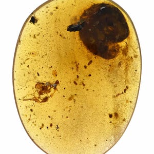 Large Gastropoda (land Snail), Fossil Inclusion in Burmese Amber - Etsy