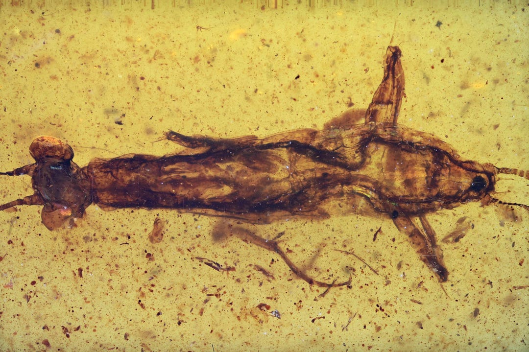 Rare Adult Mantodea (praying Mantis), Fossil Inclusion in Burmese Amber ...