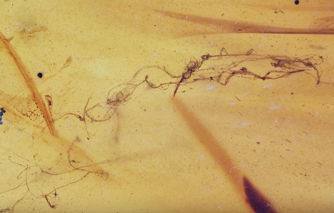 Cobweb Spider Webbing, Fossil Insect Inclusion in Burmese Amber - Etsy