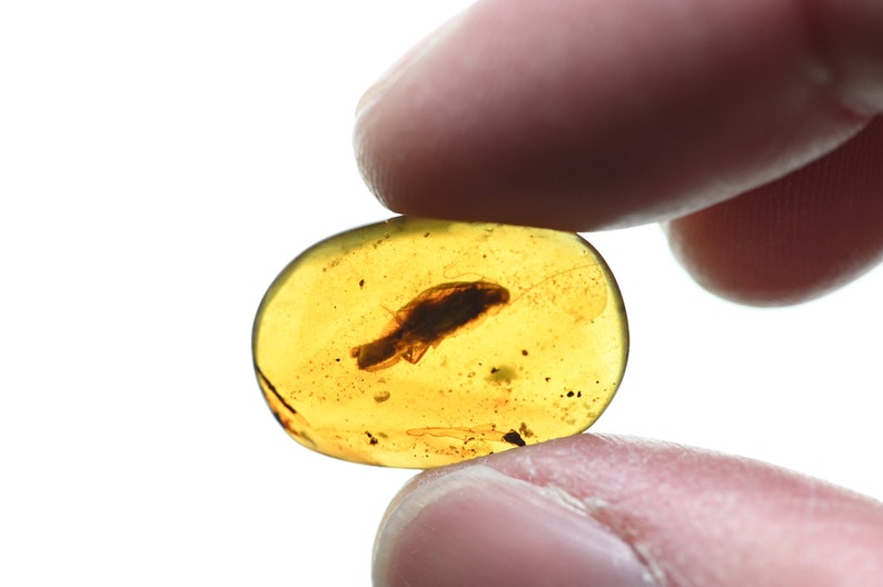 SUPER RARE Cockroach Laying Egg Sac, Fossil Inclusion in Burmese Amber ...