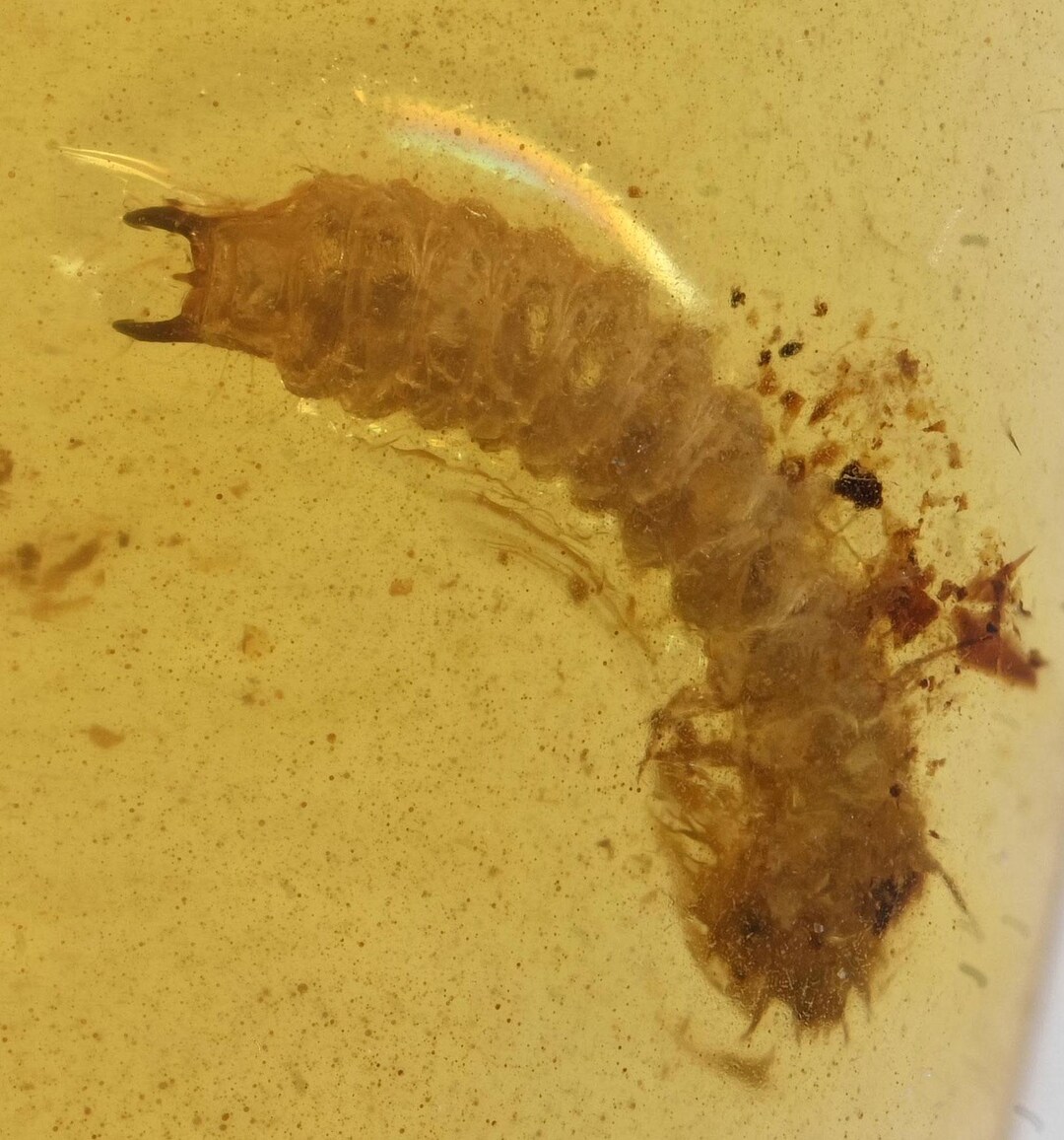 Coleopteran Beetle Larva, Fossil Insect Inclusion in Burmese Amber - Etsy