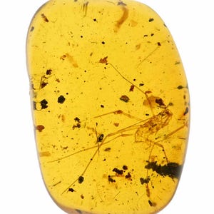 Extinct Manipulator Modificaputis Cockroach, Fossil Inclusion in ...