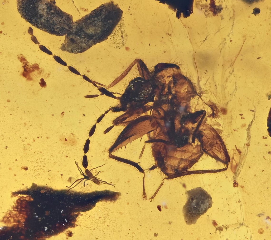 RARE Zoraptera angel Insect, Fossil Insect Inclusion in Burmese Amber ...