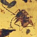 RARE Zoraptera angel Insect, Fossil Insect Inclusion in Burmese Amber ...