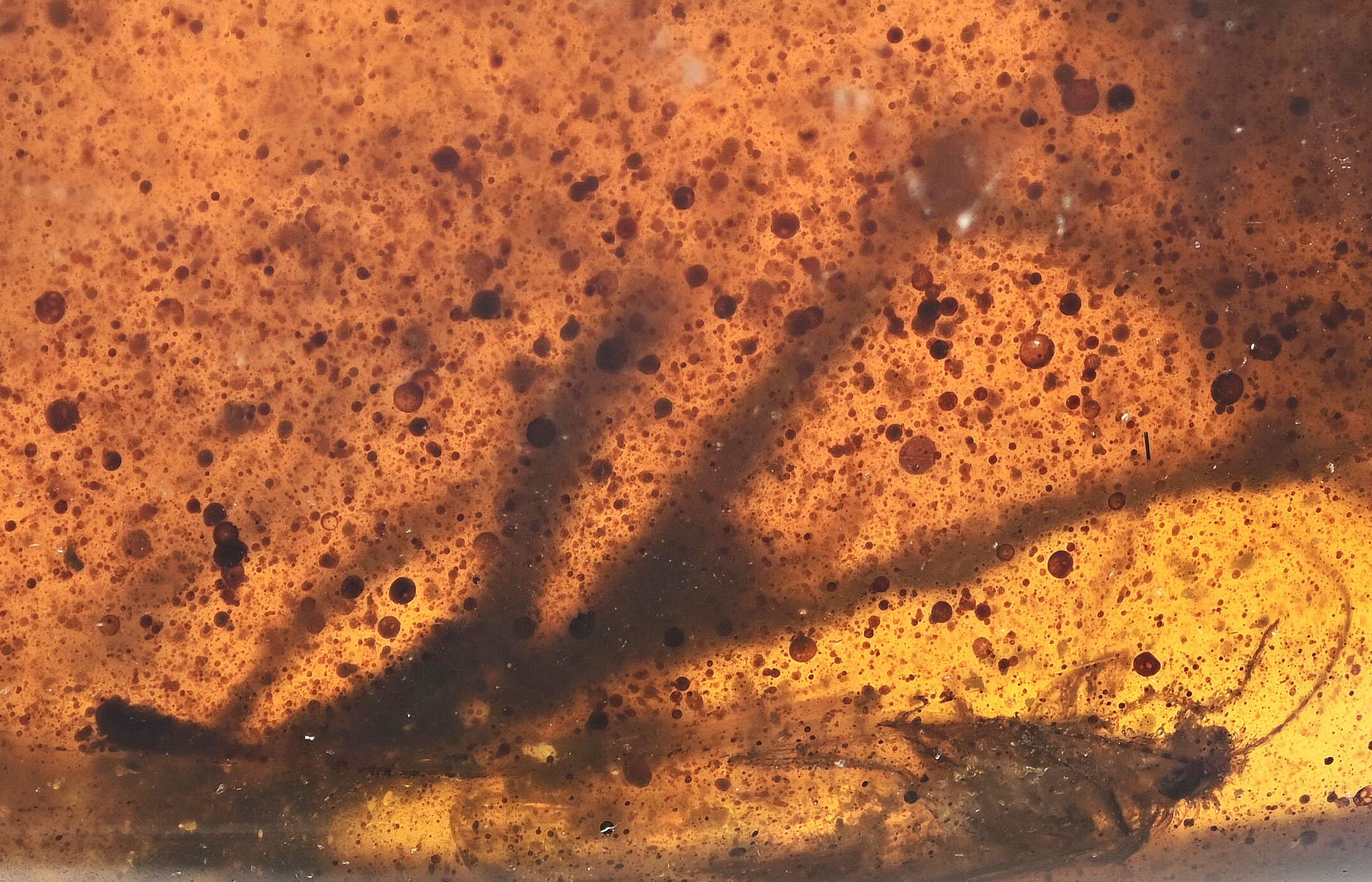 Rare Partial Lizard Two Claws and Part Body, Fossil Inclusion in ...