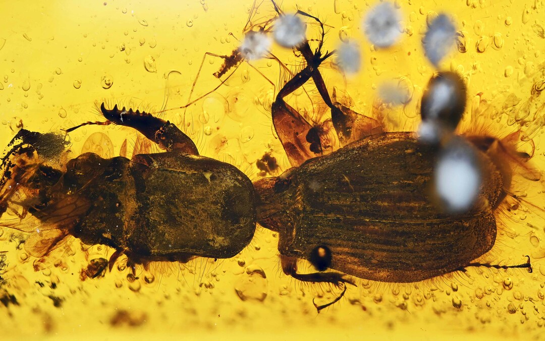 Large Passalopalpidae scarab Beetle, Fossil Inclusion in Burmese Amber ...
