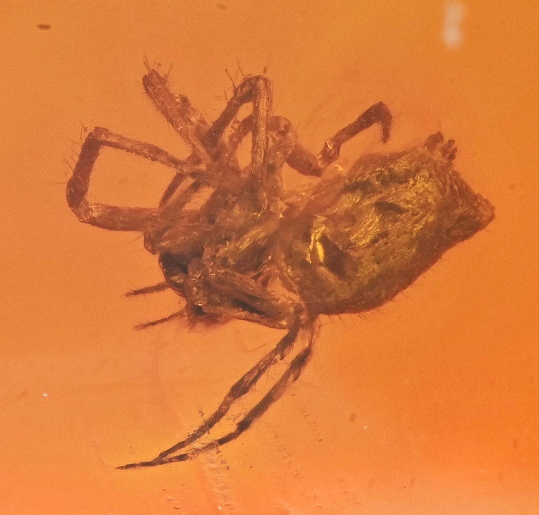 Araneae: Araneida (spider), Fossil Insect Inclusion in Dominican Amber ...