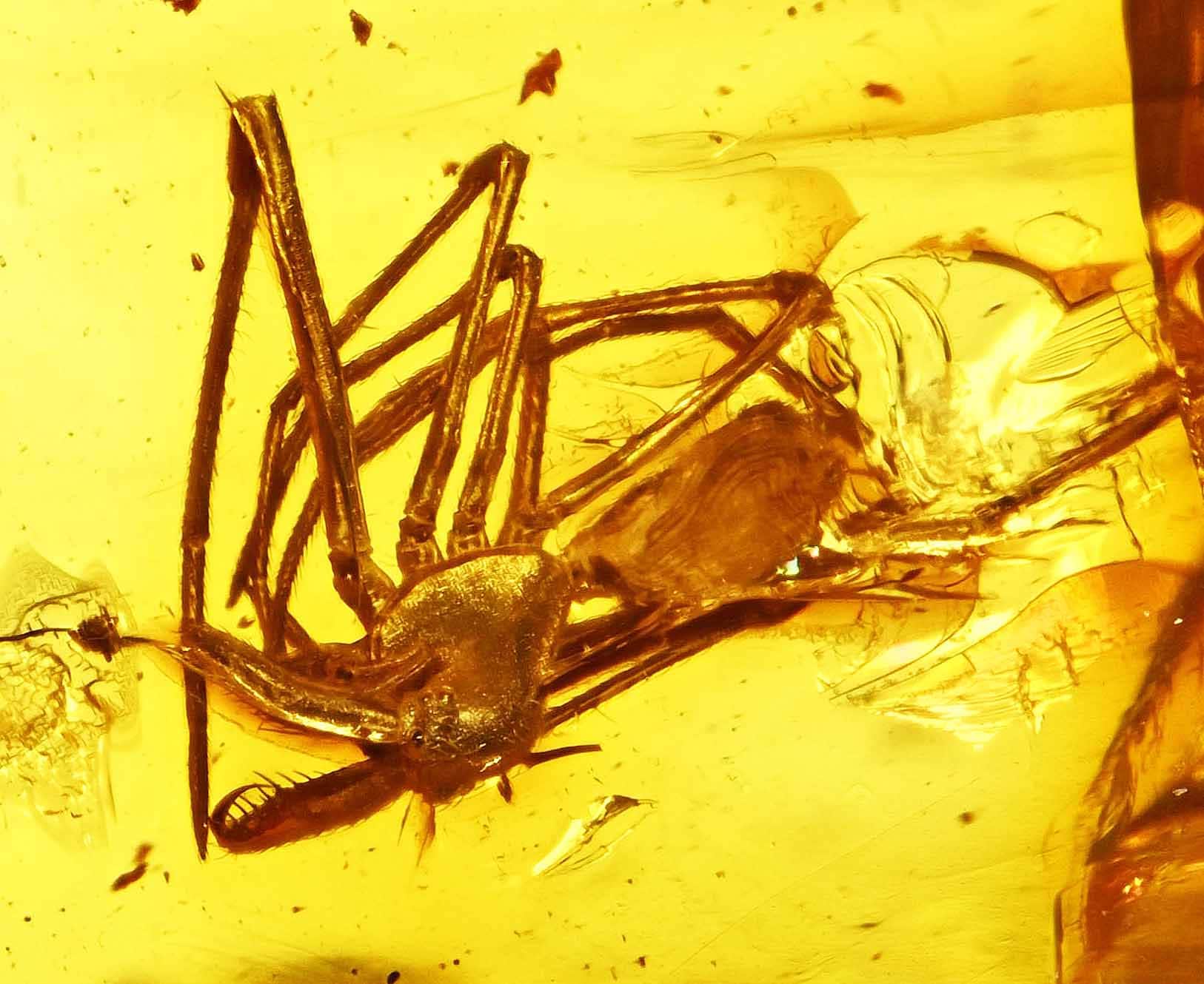 Rare Archaeidae assassin Spider, Fossil Inclusion in Baltic Amber - Etsy