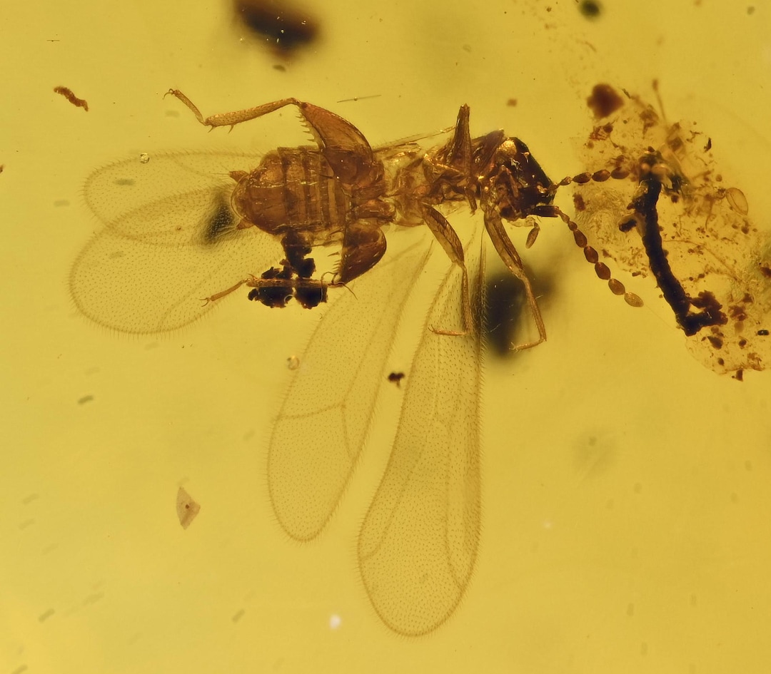 RARE Zoraptera angel Insect, Fossil Insect Inclusion in Burmese Amber ...