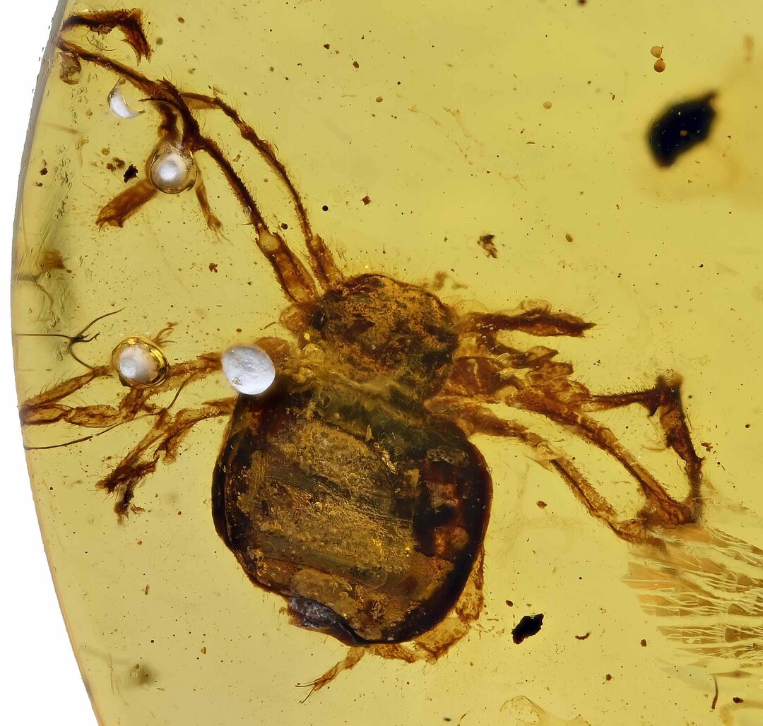 Rare Ricinulei hooded Tick-spiders, Fossil Inclusion in Burmese Amber ...