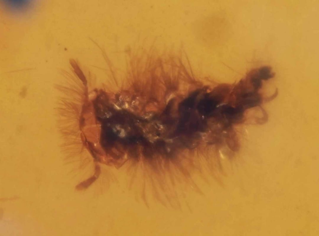 Detailed Dermestid Beetle Larvae, Fossil Inclusion in Burmese Amber - Etsy