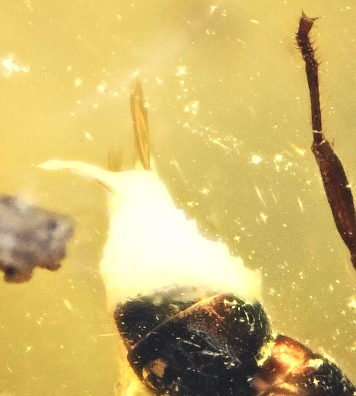 Cockroach and Stinging Ant Fossil Inclusion in Dominican - Etsy