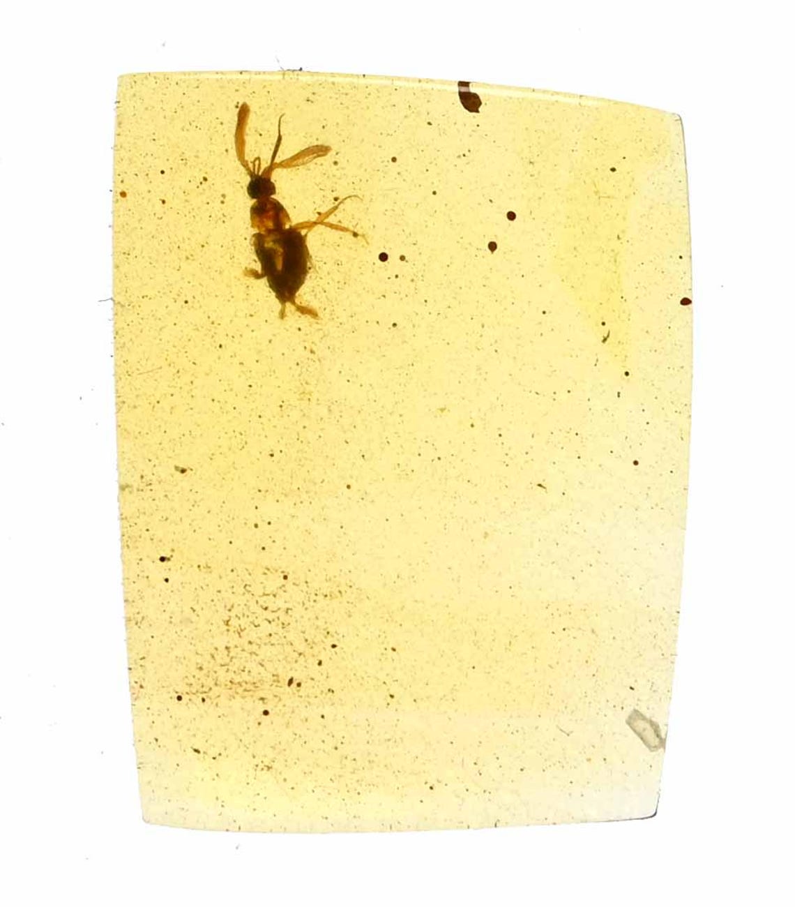 Rare Ripiphoridae (beetle W/ Strange Antenna), Fossil Inclusion in ...