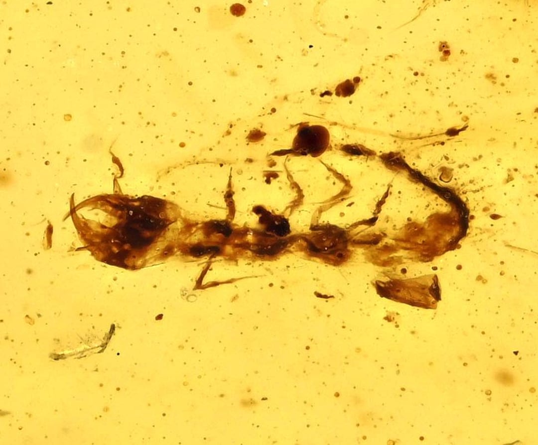 Rare Neuroptera (lacewing) Larva and More, Fossil Inclusion in Burmese ...