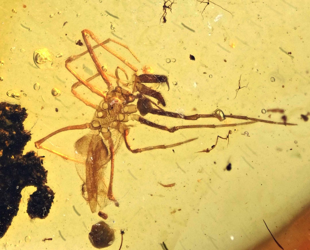 Rare Archaeidae (assassin Spider), Fossil Inclusion in Burmese Amber - Etsy