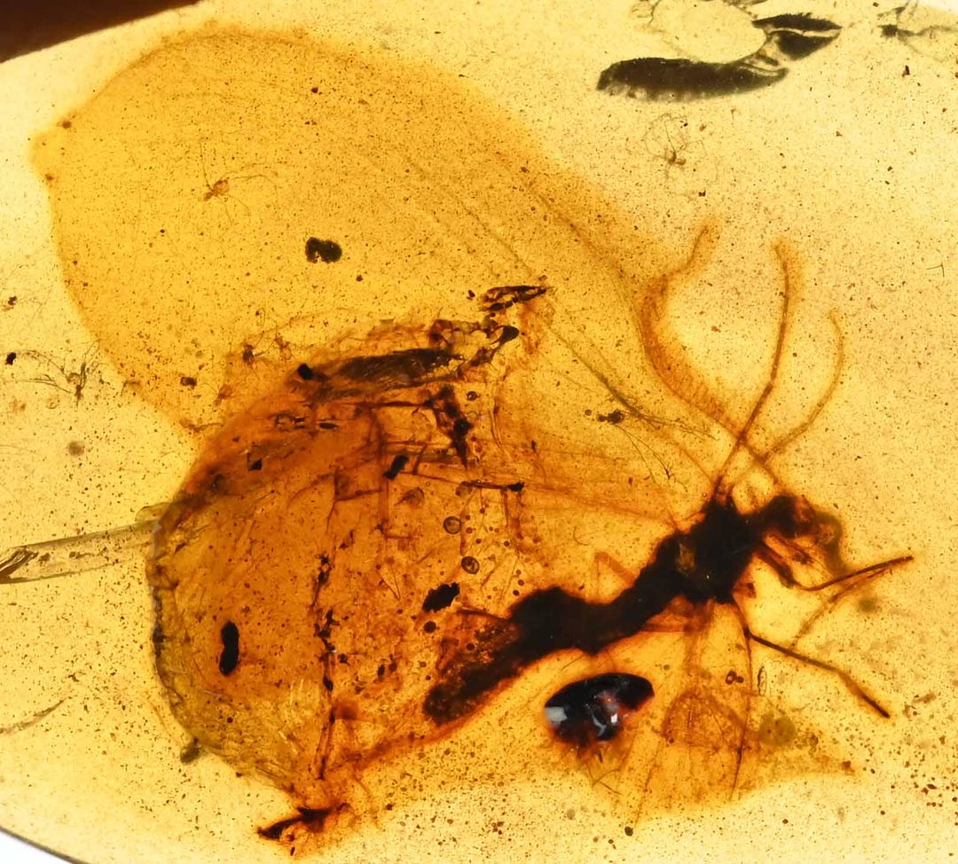 Rare Huge Dilaridae (lacewing), Fossil Inclusion in Burmese Amber - Etsy