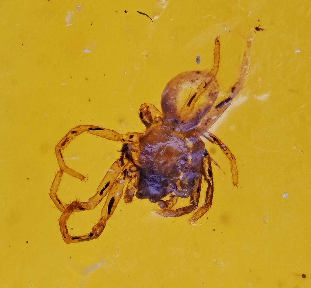 Araneae: Araneida (spider), Fossil Inclusion in Dominican Amber - Etsy