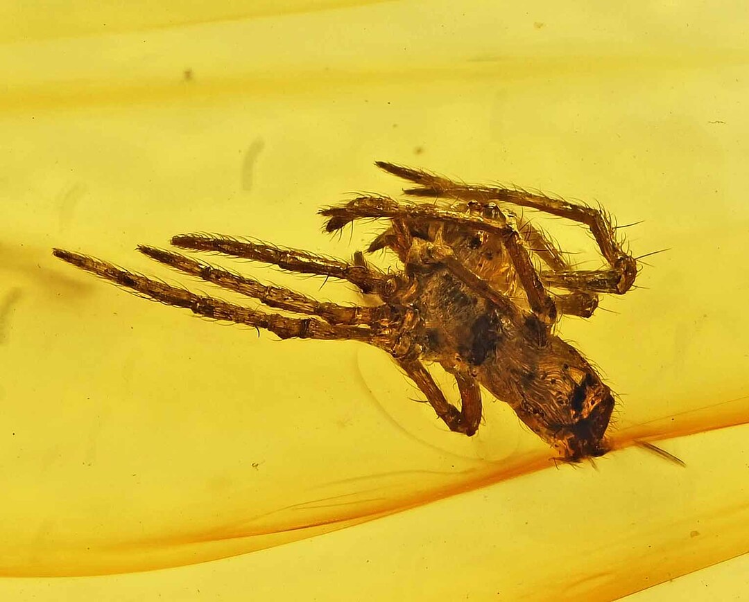 Detailed Araneae: Araneida (spider), Fossil Inclusion in Baltic Amber ...