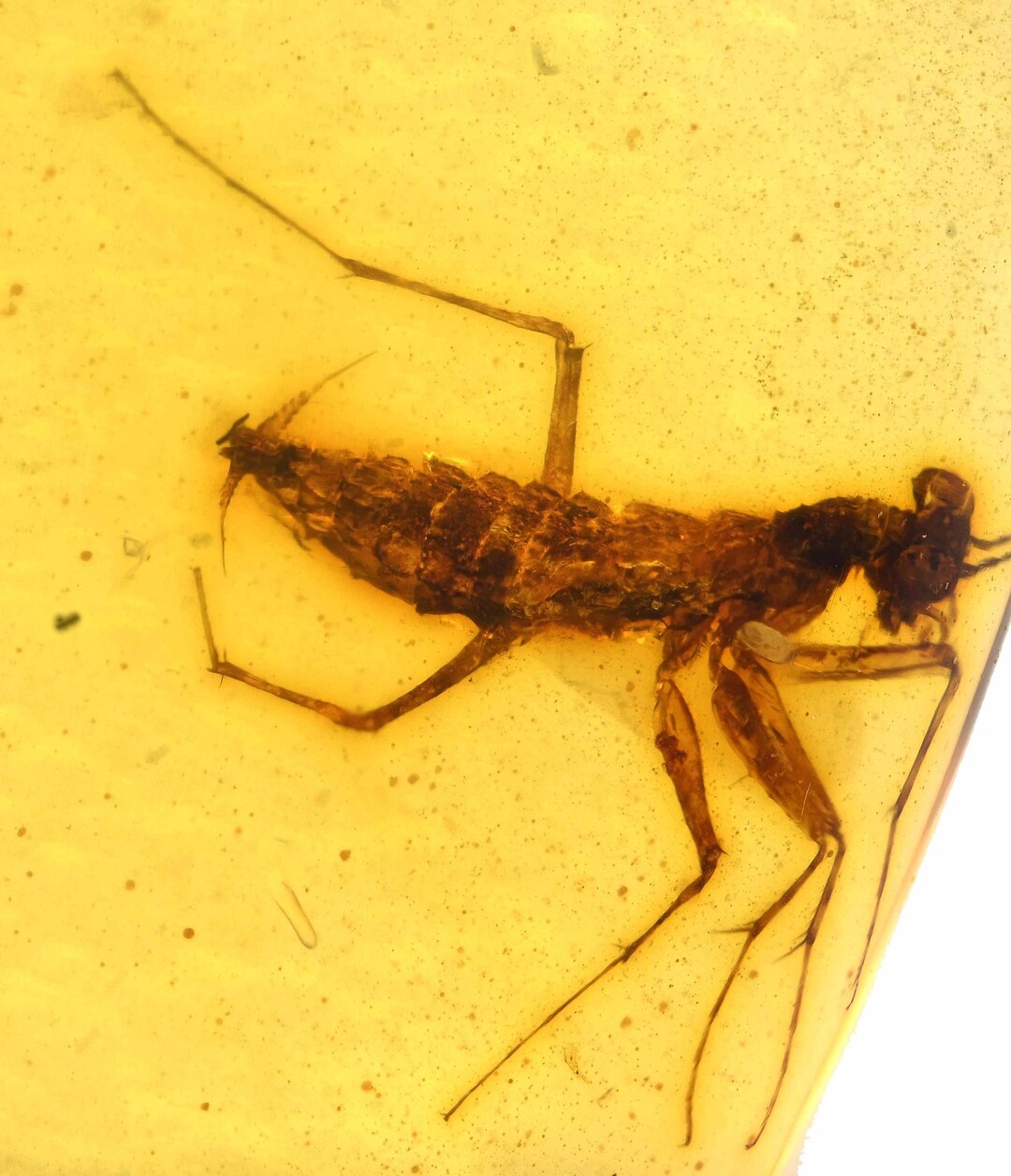 Rare Juvenile Mantodea (praying Mantis), Fossil Inclusion in Burmese ...