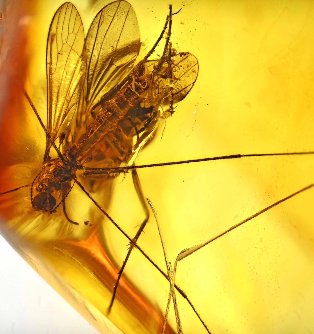 Detailed Limoniinae (crane Fly), Fossil Inclusion in Baltic Amber - Etsy