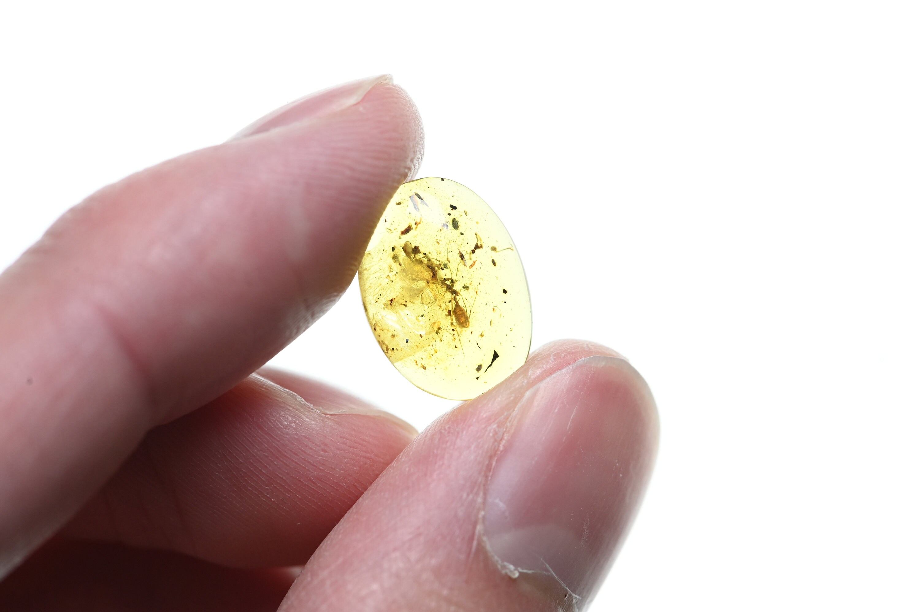 RARE Haidomyrmex hell Ant Fossil Inclusion in Burmese Amber - Etsy