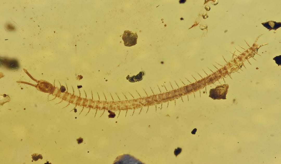 Complete Myriapoda (centipede), Fossil Insect Inclusion in Burmese ...