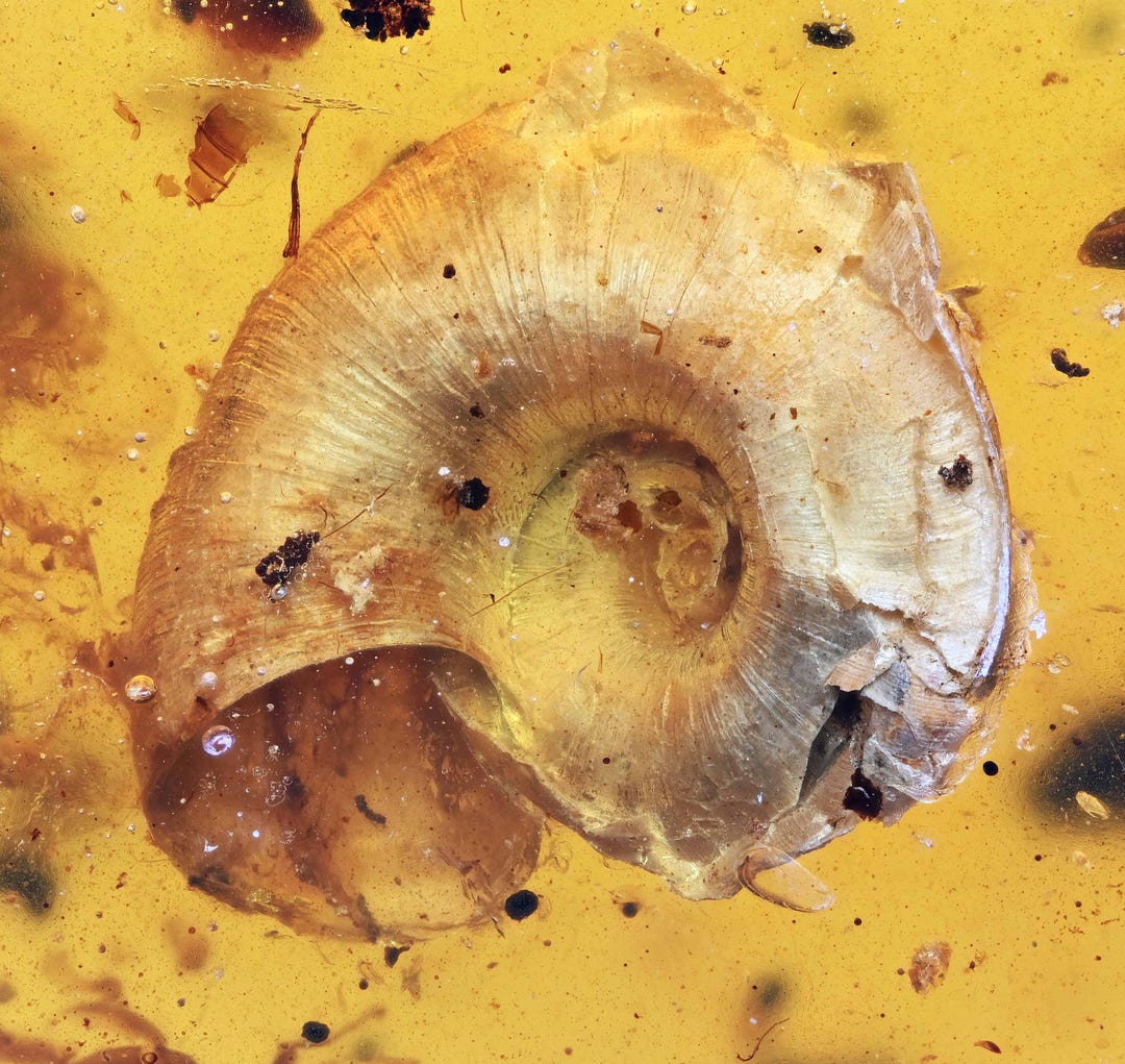Rare Gastropoda (land Snail), Fossil Inclusion in Burmese Amber - Etsy