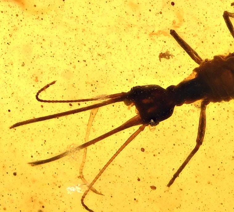 Rare Detailed Neuroptera lacewing Larva Fossil Inclusion in - Etsy