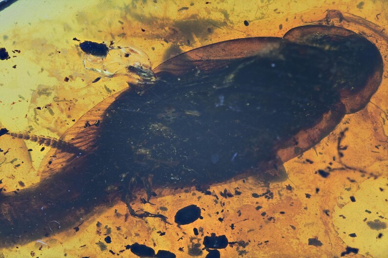 SUPER RARE! Cockroach Laying Egg Sac, Fossil Insect Inclusions in ...