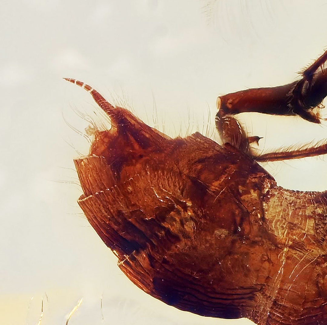 AMAZING Extinct Large Ant With Stinger Fossil Inclusion in - Etsy