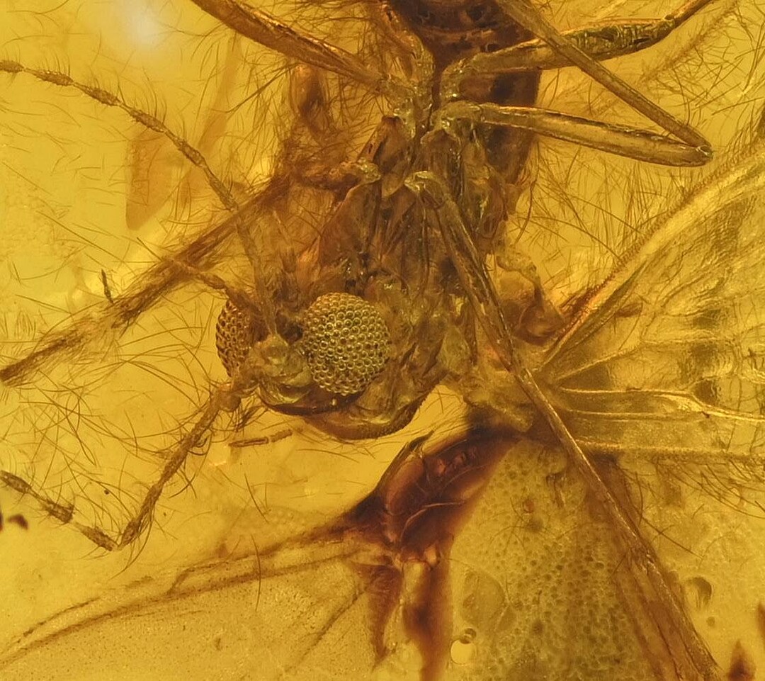 Detailed Psychodidae (moth Fly), Fossil Insect Inclusion, Baltic Amber ...