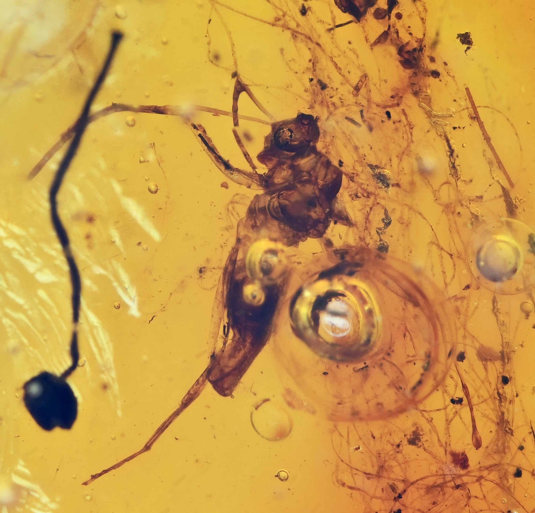Insect in Large Mass of Spider Webbing, Fossil Inclusion in Dominican ...
