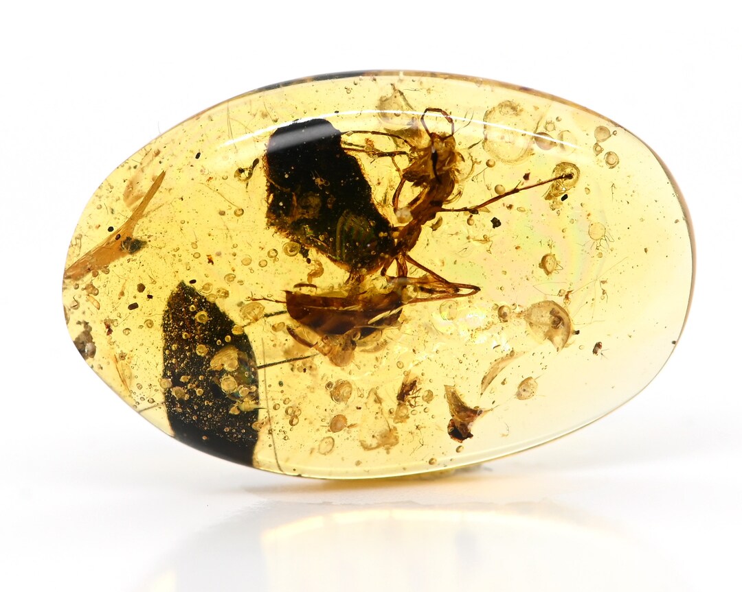 Extinct Large Ant With Stinger, Fossil Inclusion in Burmese Amber - Etsy