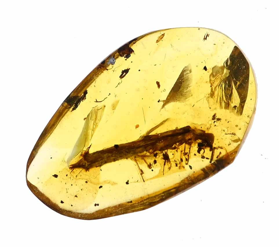 Rare Lymexylidae ship Timber Beetle Fossil Inclusion in - Etsy