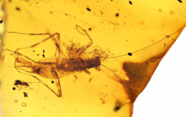 Rare Juvenile Mantodea (praying Mantis), Fossil Inclusion in Burmese ...