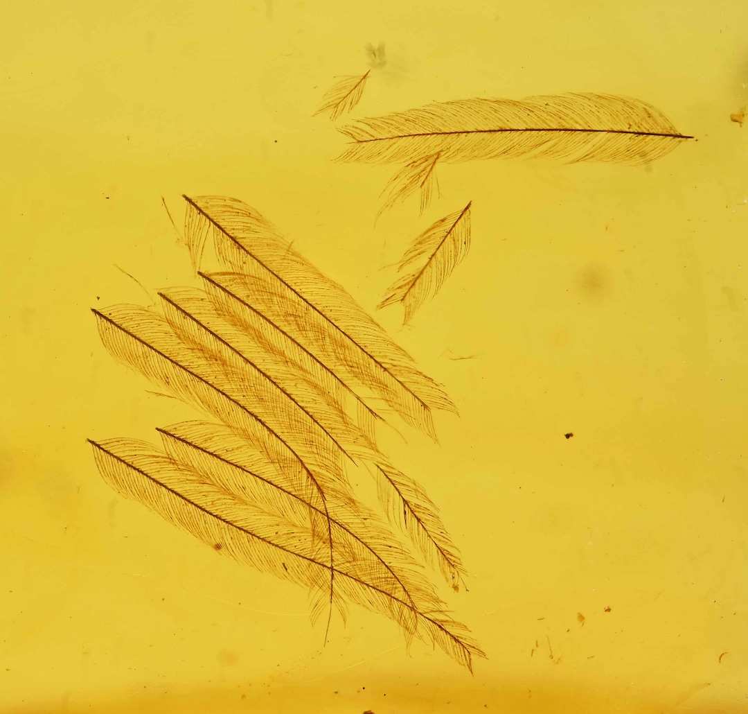 Rare Aves Bird Feather Fossil Inclusion in Burmese Amber - Etsy