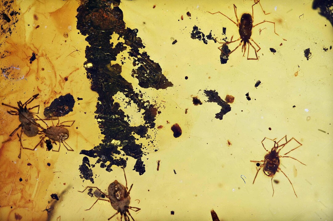 Swarm of Acari ticks, Fossil Inclusion in Burmese Amber - Etsy